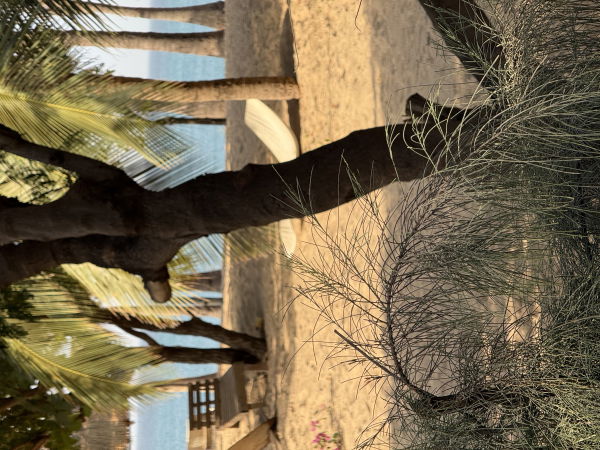 Vente Hotel plage Terrain 4200 m² 30 pièces Saly Portudal Sénégal